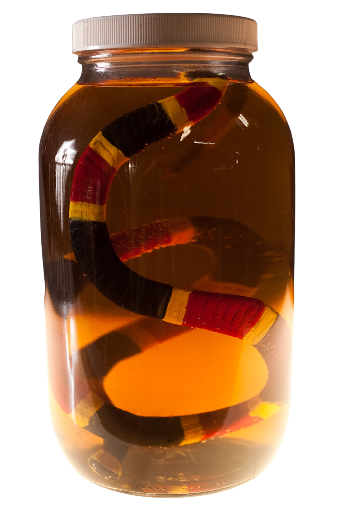 Coral Snake Replica Specimen Jar – Dapper Cadaver Props