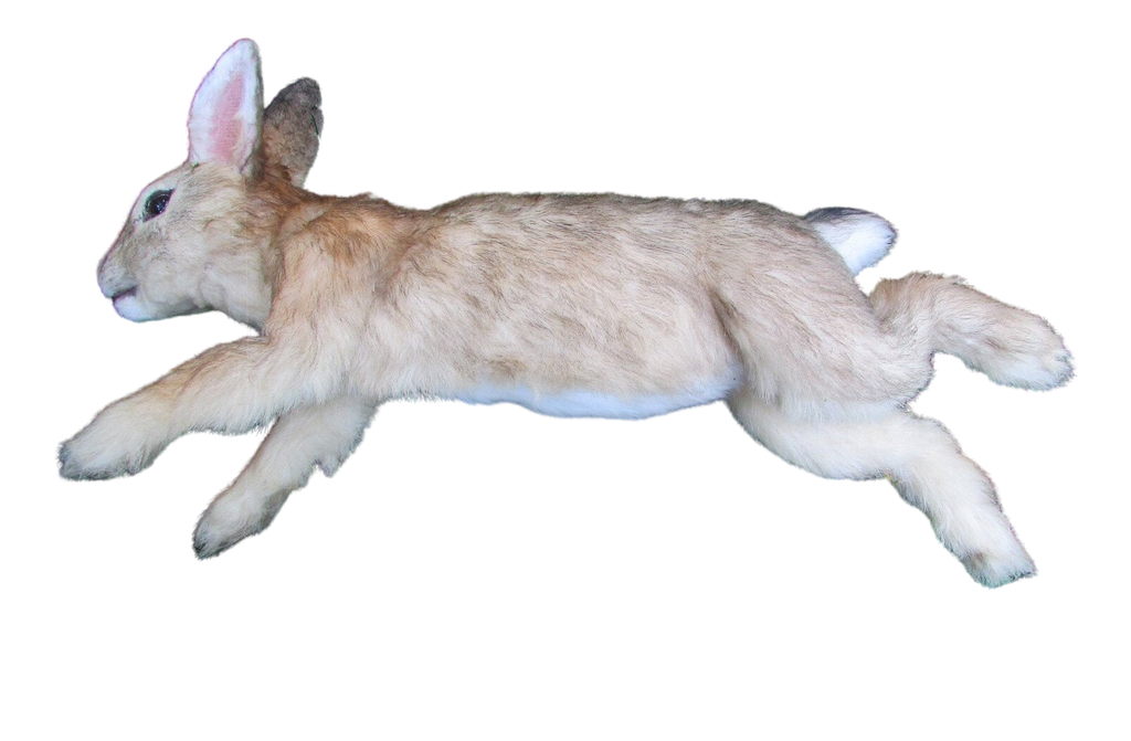 Cottontail Rabbit Prop – Dapper Cadaver Props