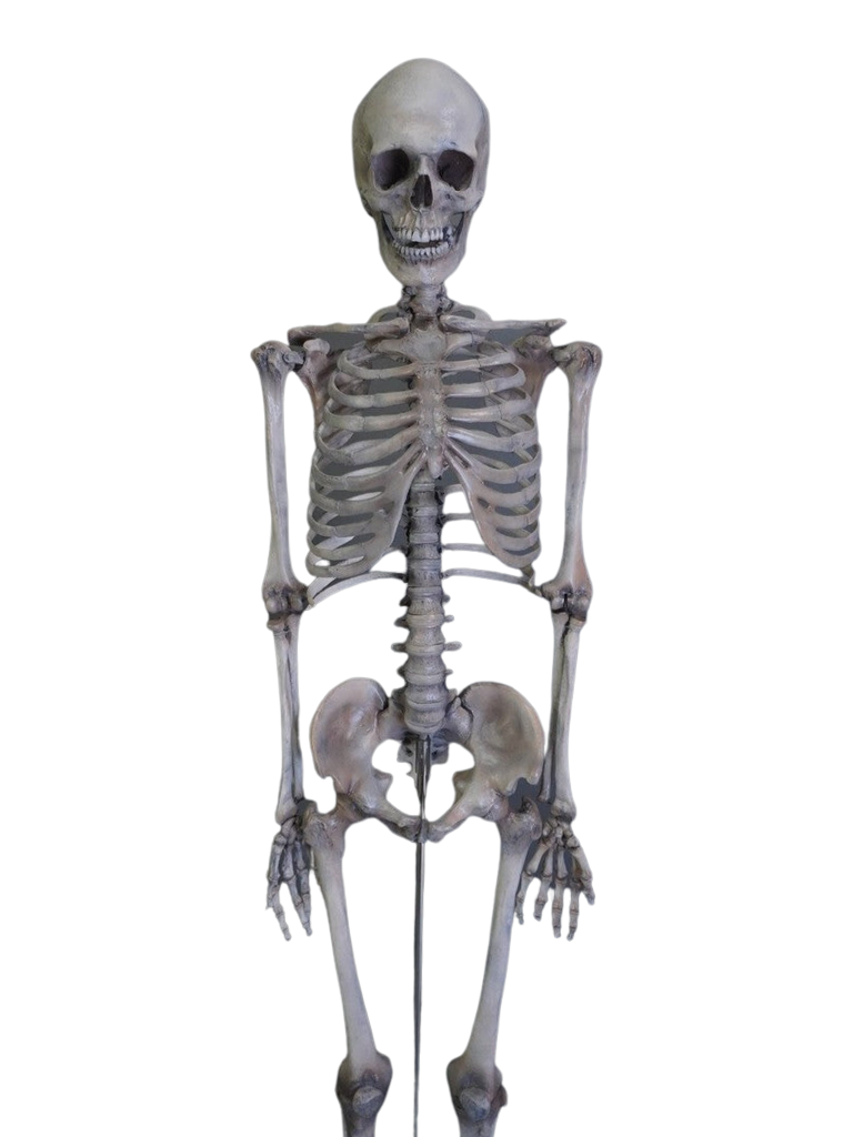 Crime Scene Skeleton – Dapper Cadaver Props