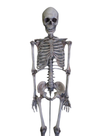 Prop Skeletons, Skull Replicas & Bones for Halloween & Productions ...