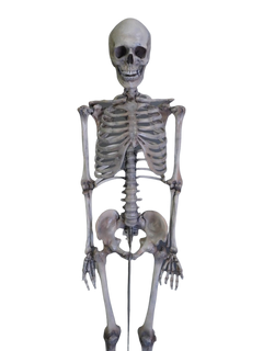 Prop Skeletons, Skull Replicas & Bones for Halloween & Productions ...