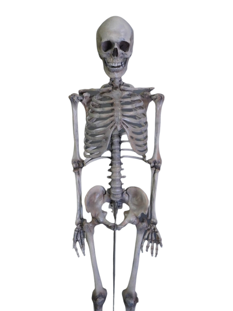 Prop Skeletons, Skull Replicas & Bones for Halloween & Productions ...