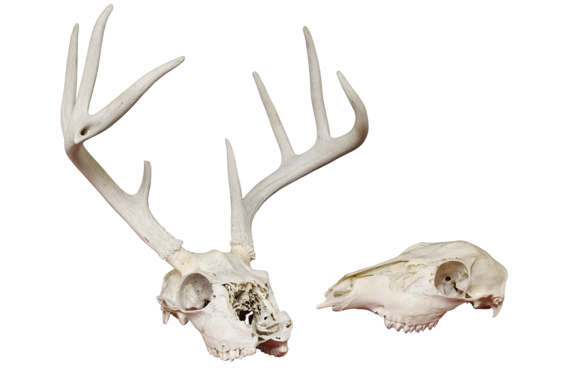 Rustic Deer Skull with Antlers Prop – Dapper Cadaver Props
