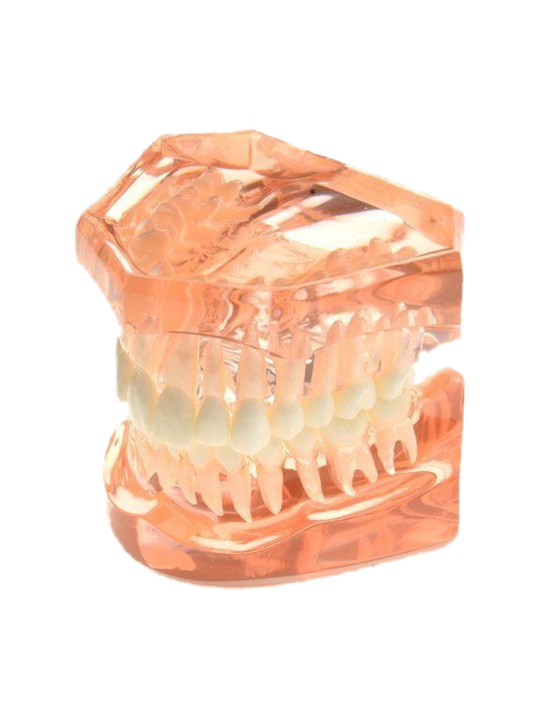 Dental Tooth Set – Dapper Cadaver Props