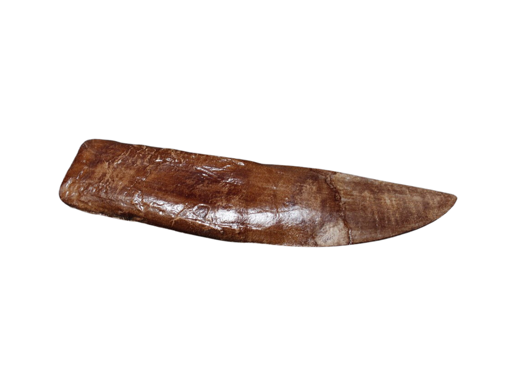 Dino Stunt Tooth Prop – Dapper Cadaver Props