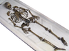 Disarticulated Skeleton with Cast Skull – Dapper Cadaver Props