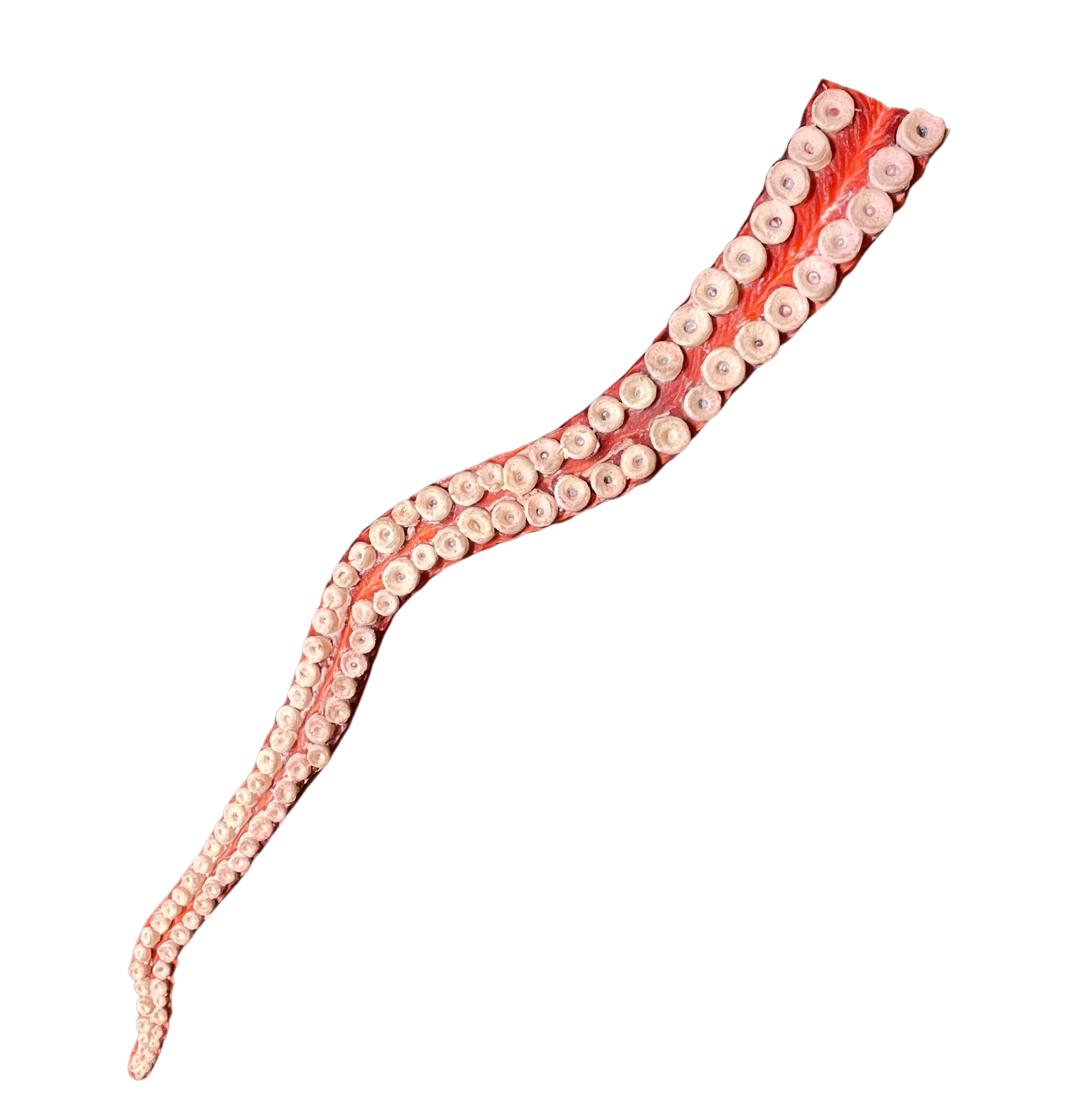 Flex Octopus Tentacle – Dapper Cadaver Props