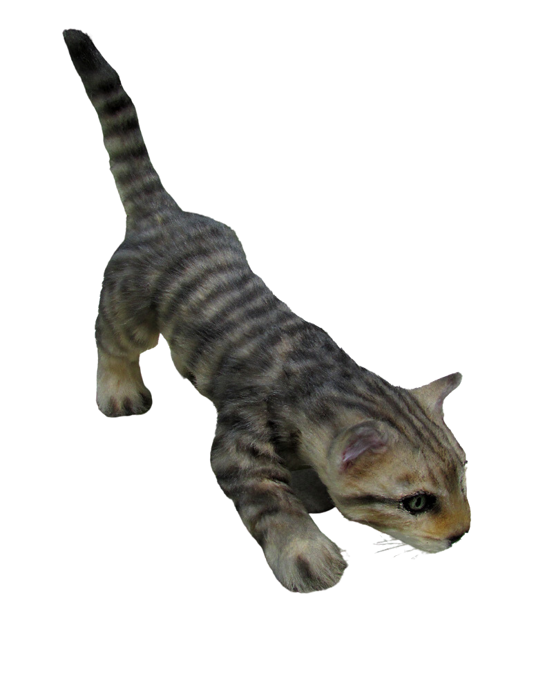 Gray Tabby Kitten Prop – Dapper Cadaver Props