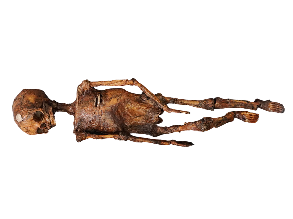 Mummy Props & Decayed Corpses - Dapper Cadaver#N#– Dapper Cadaver Props