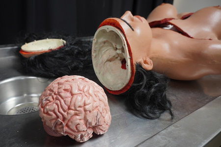 Autopsy Jessica with Removable Skull Cap and Brain – Dapper Cadaver Props