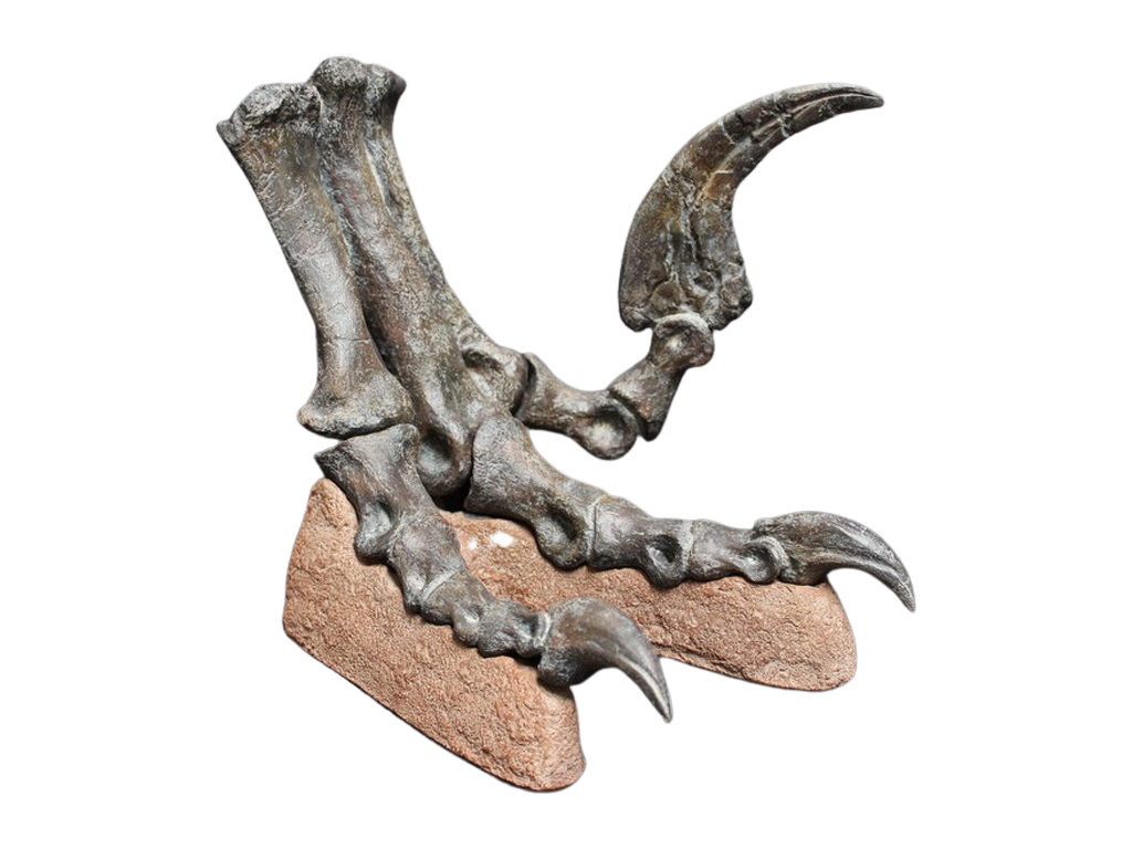 Large Raptor Foot with Base Prop Rental – Dapper Cadaver Props