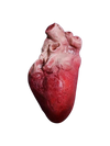 Lifelike Human Heart, Large Prop – Dapper Cadaver Props