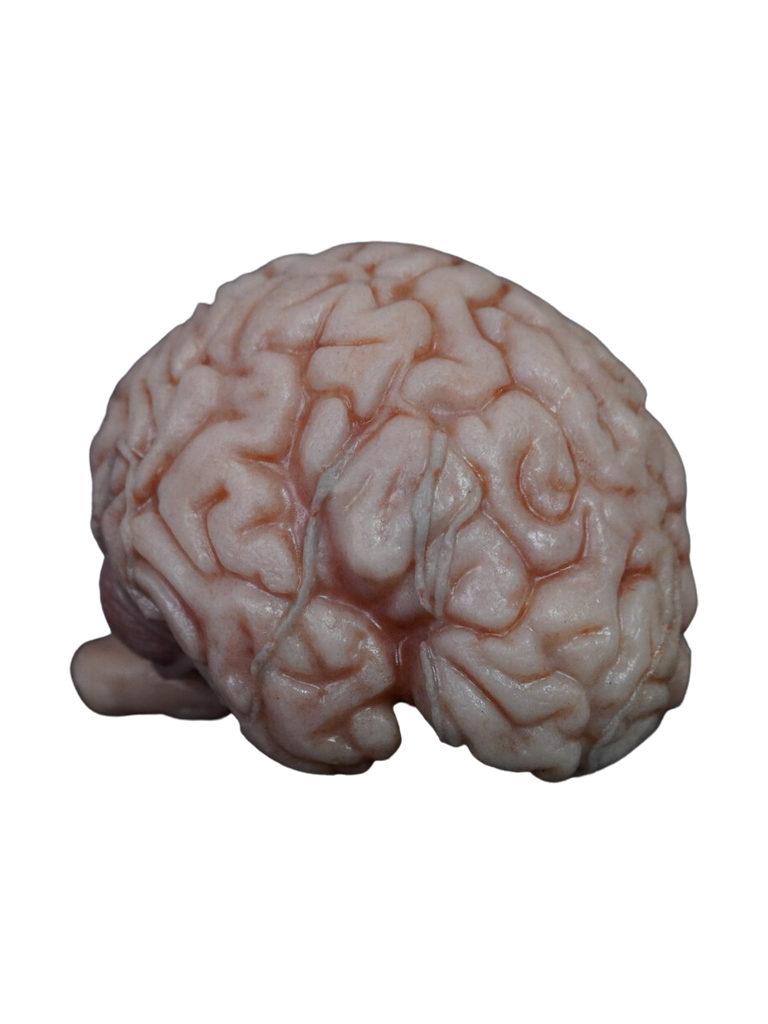 Lifesize Brain, Foam Rubber Prop – Dapper Cadaver Props