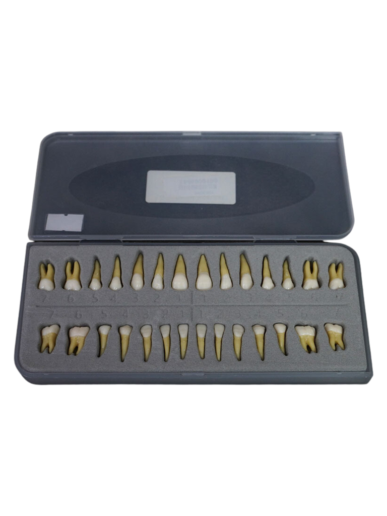 Loose Dental Tooth Set – Dapper Cadaver Props