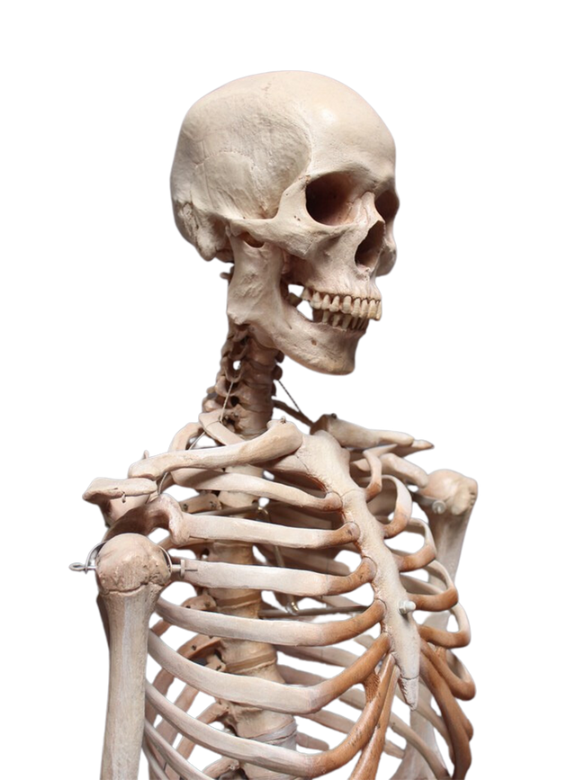 Prop Skeletons, Skull Replicas & Bones for Halloween & Productions ...