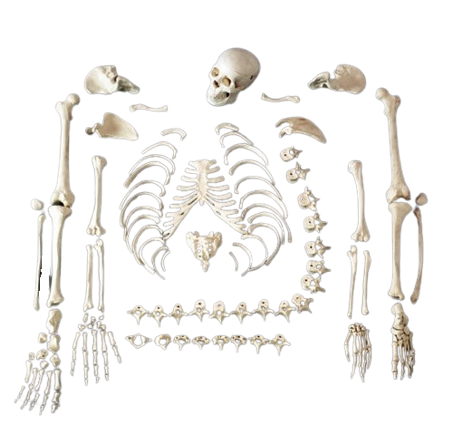 Medical Disarticulated Human Skeleton – Dapper Cadaver Props
