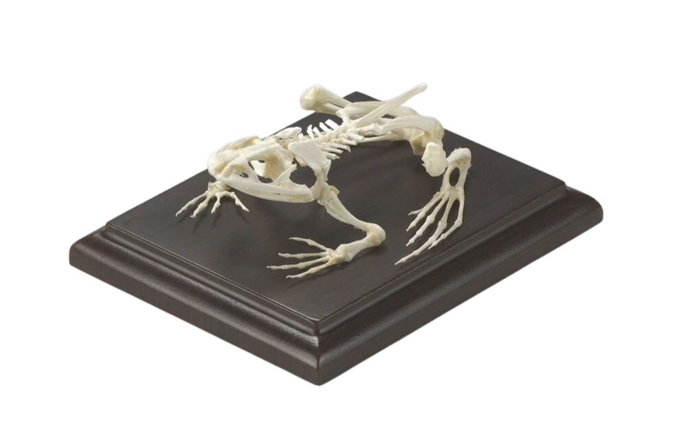 Frog Skeleton