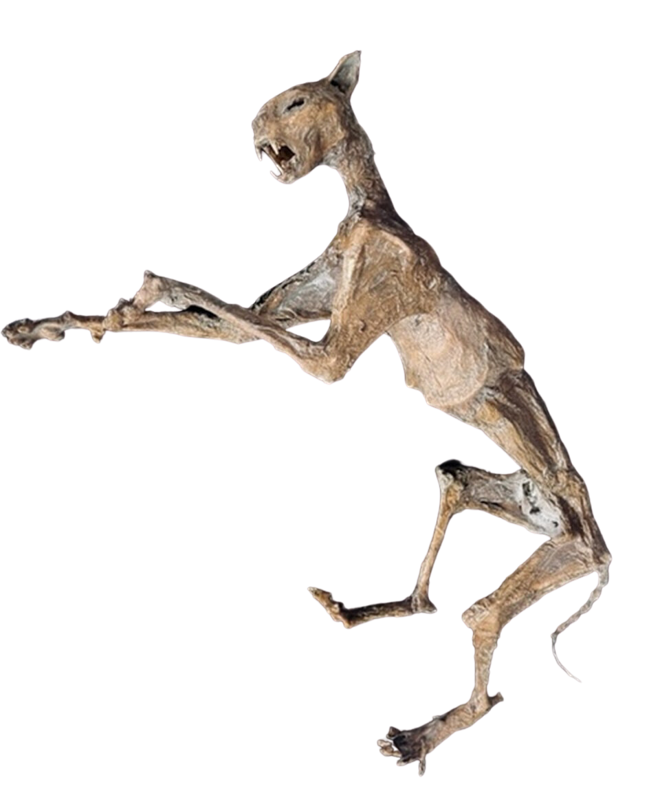 Deluxe Mummified Cat Prop – Dapper Cadaver Props