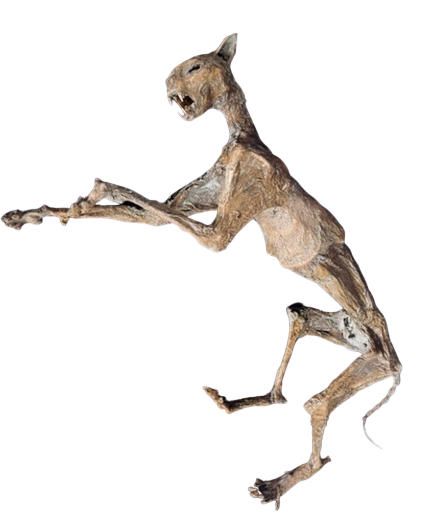 Dog & Cat Props – Dapper Cadaver Props