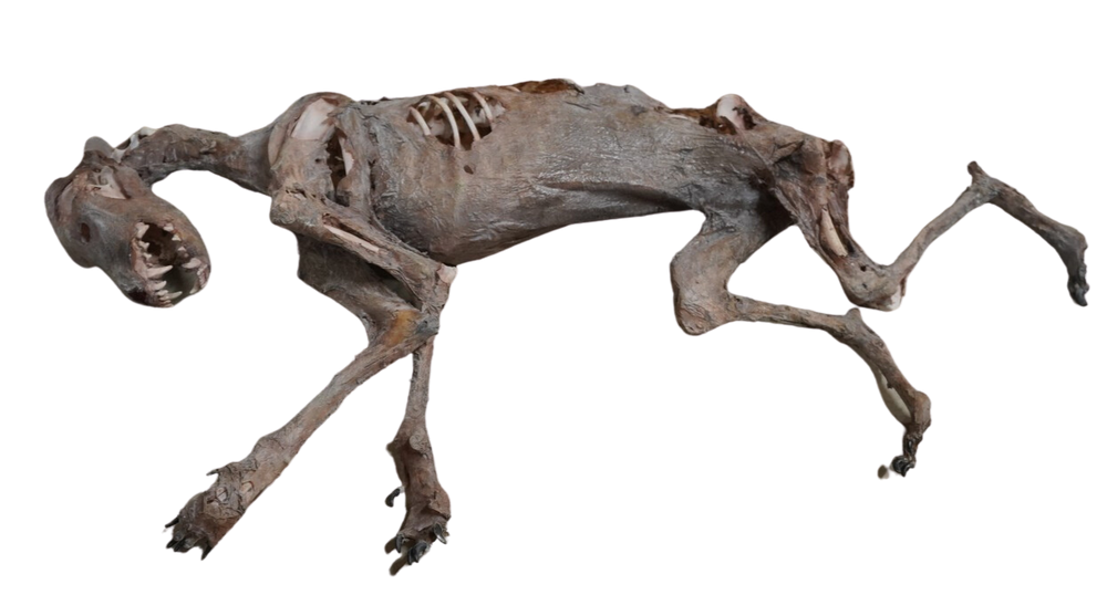 Dog & Cat Props – Dapper Cadaver Props