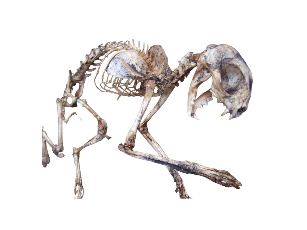Natural Cat Skeleton – Dapper Cadaver Props