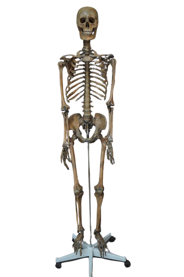 Open Rib Skeleton – Dapper Cadaver Props