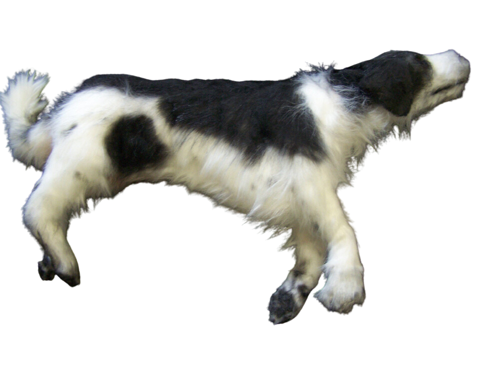 Pointer Dog Prop – Dapper Cadaver Props