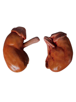 Fake Hearts, Brains, Lungs & Organs - Dapper Cadaver – Dapper Cadaver Props