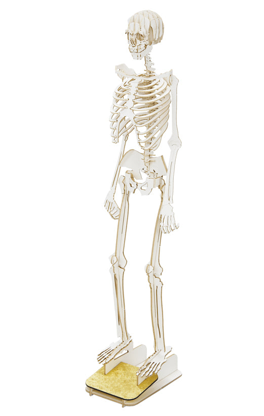 Human Skeleton 3D Paper Puzzle – Dapper Cadaver Props