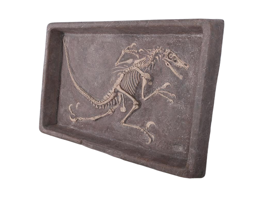 Raptor Skeleton Dig Box Rental – Dapper Cadaver Props