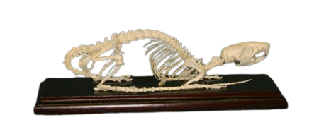 Rat Skeleton – Dapper Cadaver Props