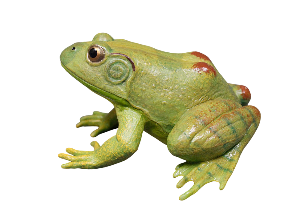 Realistic Rubber Frog Prop – Dapper Cadaver Props