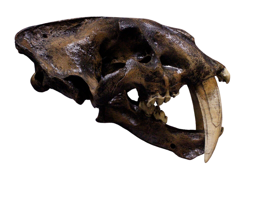 Sabertooth Cat Skull Replica – Dapper Cadaver Props