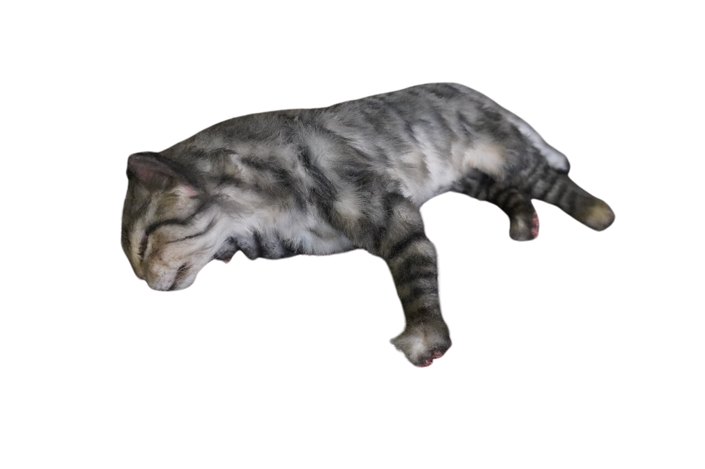 Resting Gray Tabby Cat Prop – Dapper Cadaver Props