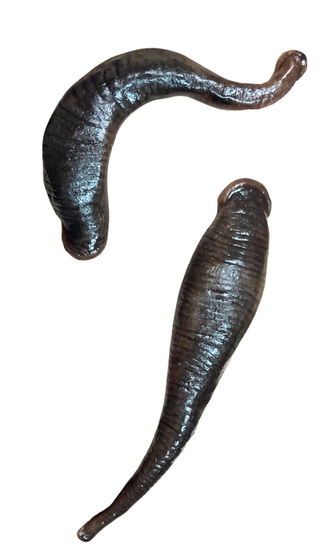 Set of 2 Silicone Leeches – Dapper Cadaver Props
