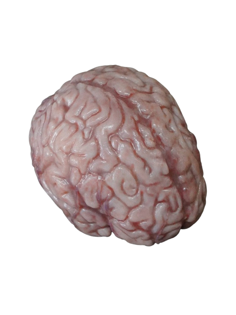 Lifesize Brain, Silicone Rubber Prop – Dapper Cadaver Props