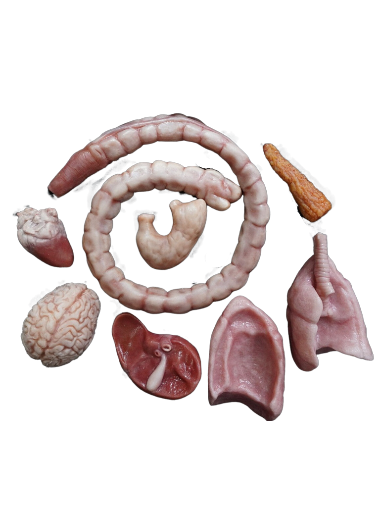 Silicone Organ Set – Dapper Cadaver Props