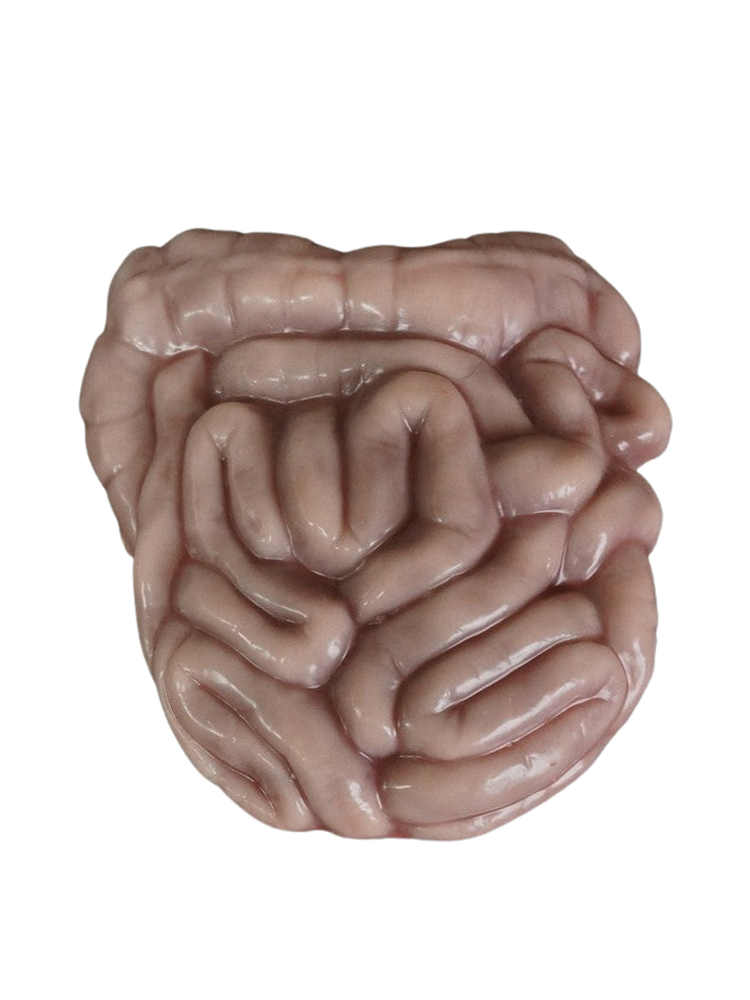 Lifesize Brain, Silicone Rubber Prop – Dapper Cadaver Props