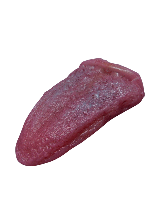 Silicone Fake Body Parts – Dapper Cadaver Props