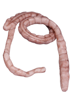 Silicone Fake Body Parts – Dapper Cadaver Props