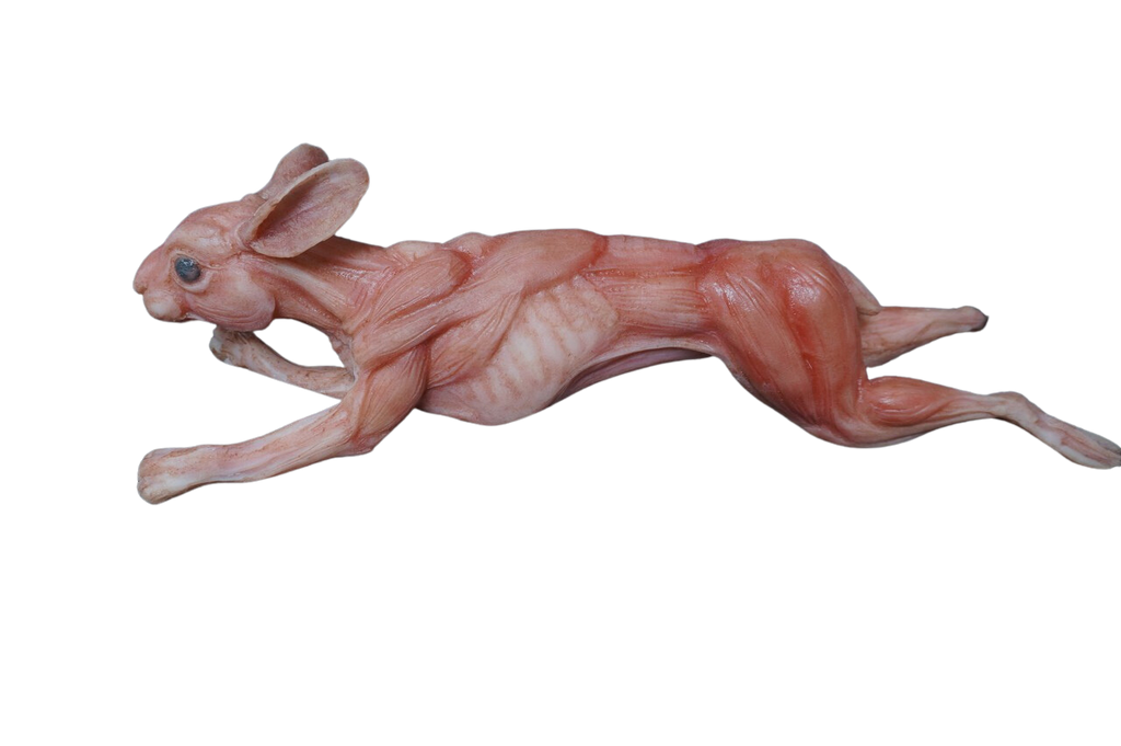 Silicone Skinned Rabbit Prop – Dapper Cadaver Props