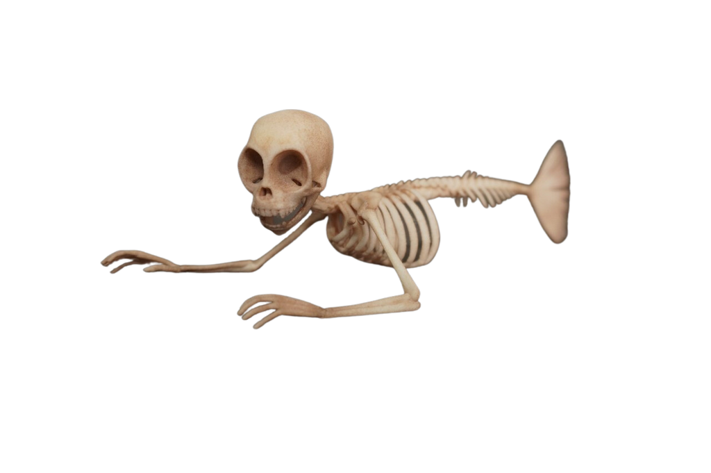 Mermaid Real Life Skeleton