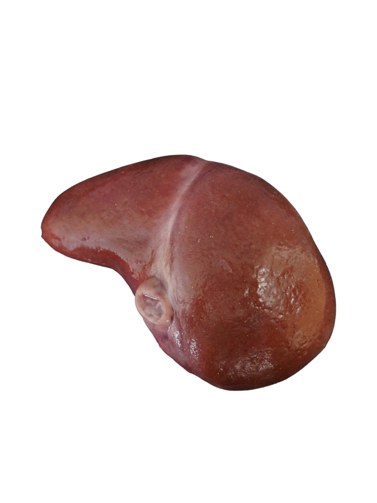 Silicone Small Liver Prop – Dapper Cadaver Props