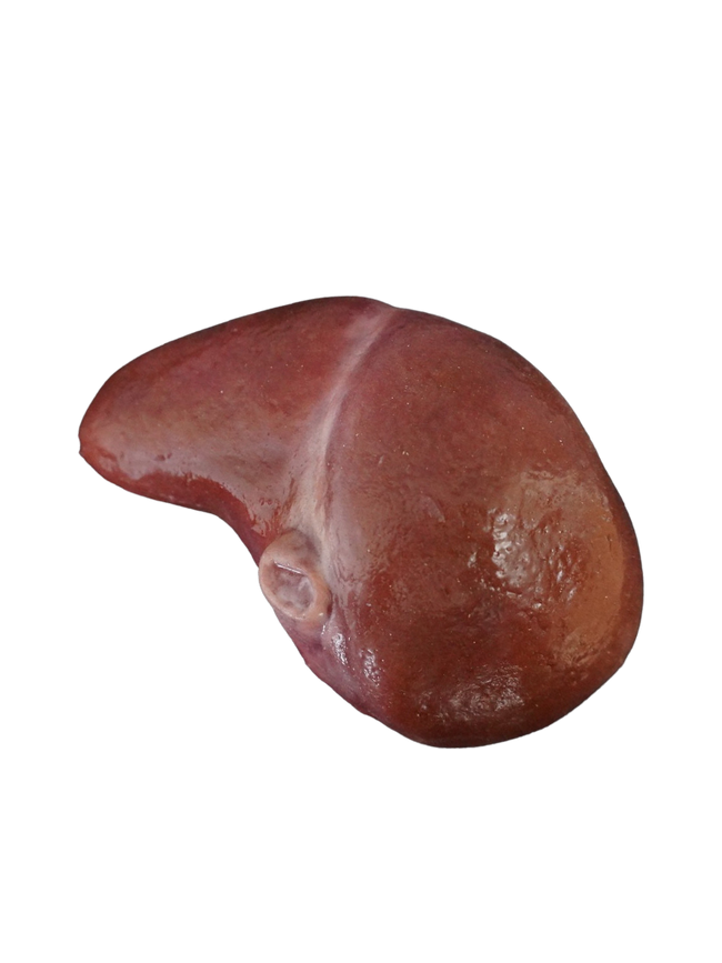 Silicone Small Liver Prop – Dapper Cadaver Props