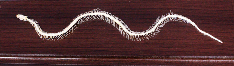 Animal Props - Animal Skulls, Taxidermy & Stunt Doubles – Dapper ...