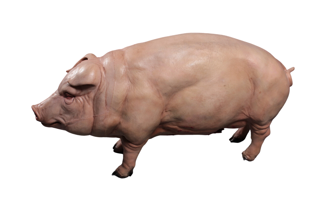 Standing Fat Pig Prop – Dapper Cadaver Props