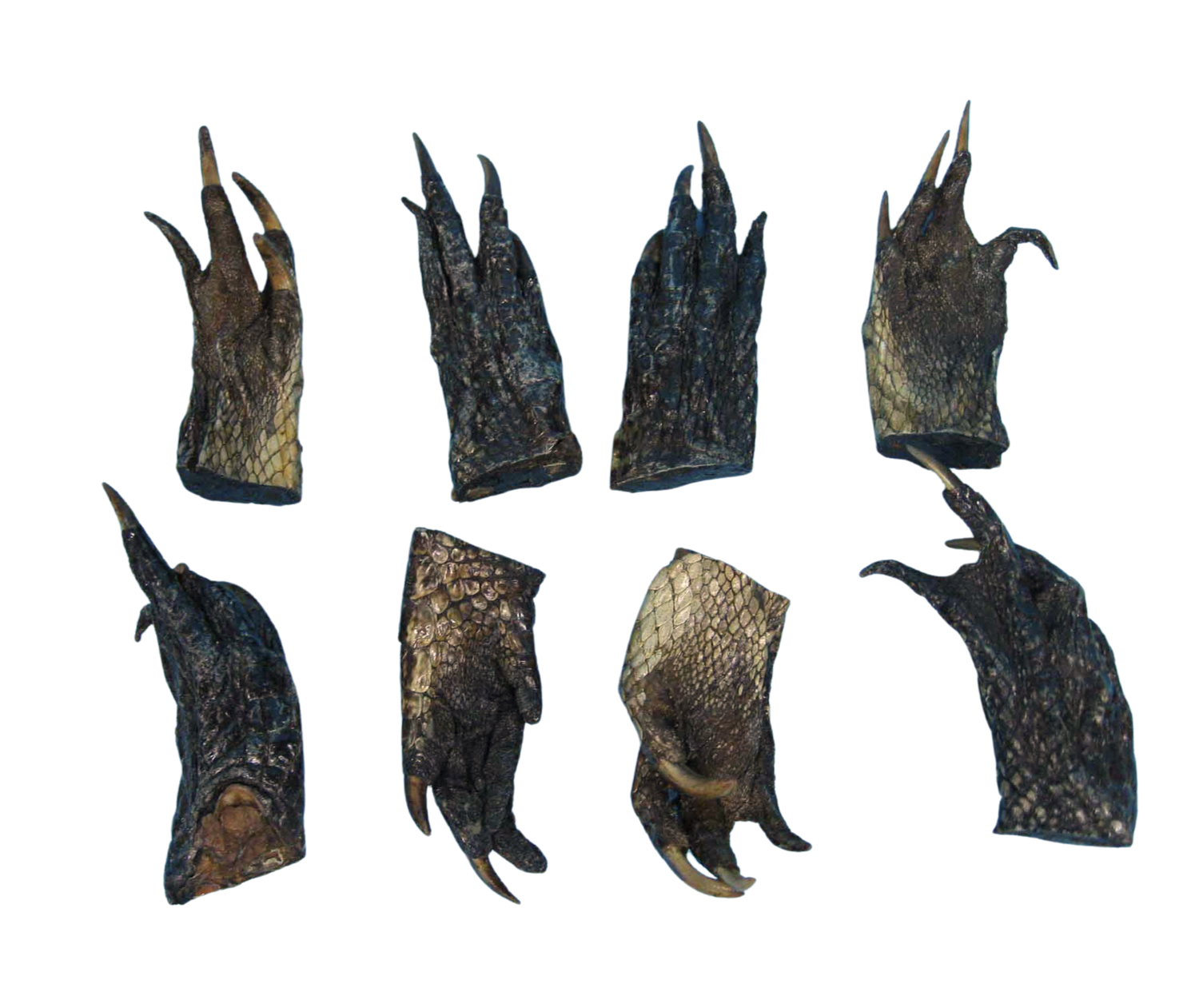 Taxidermy Alligator Foot – Dapper Cadaver Props
