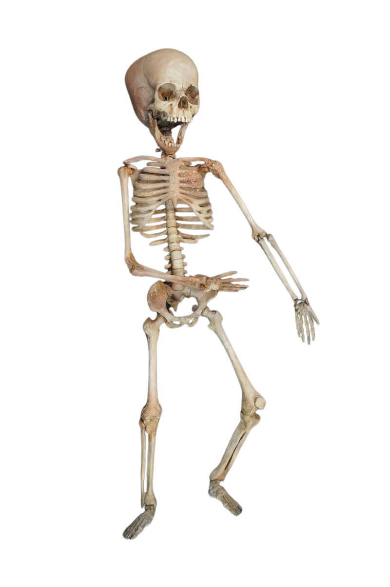 Toddler Crime Scene Skeleton – Dapper Cadaver Props