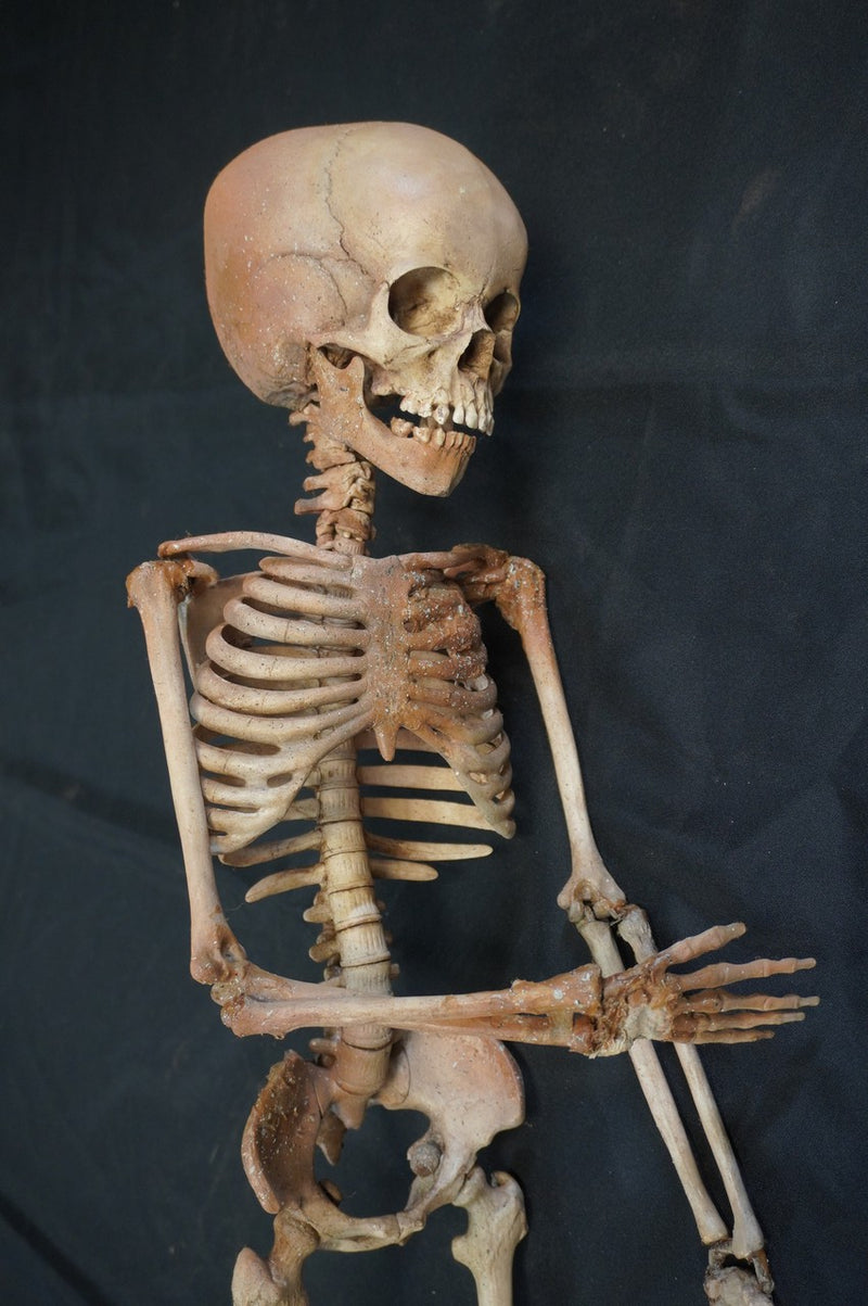Toddler Crime Scene Skeleton – Dapper Cadaver Props