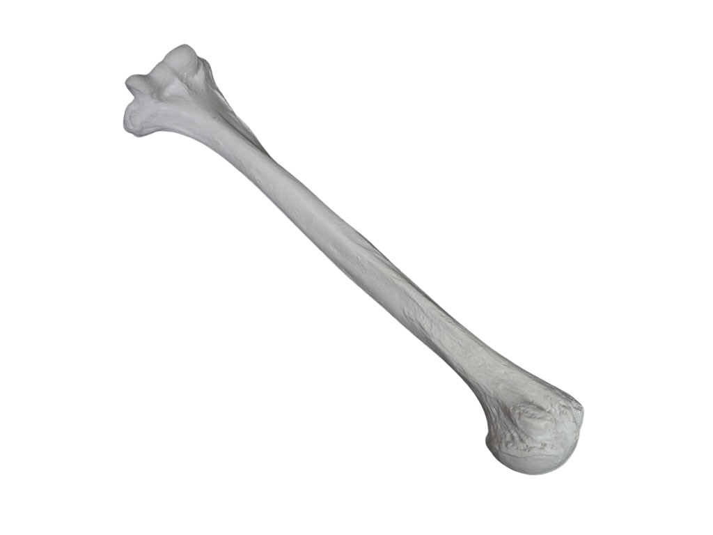 Humerus Arm Bone Replica – Dapper Cadaver Props